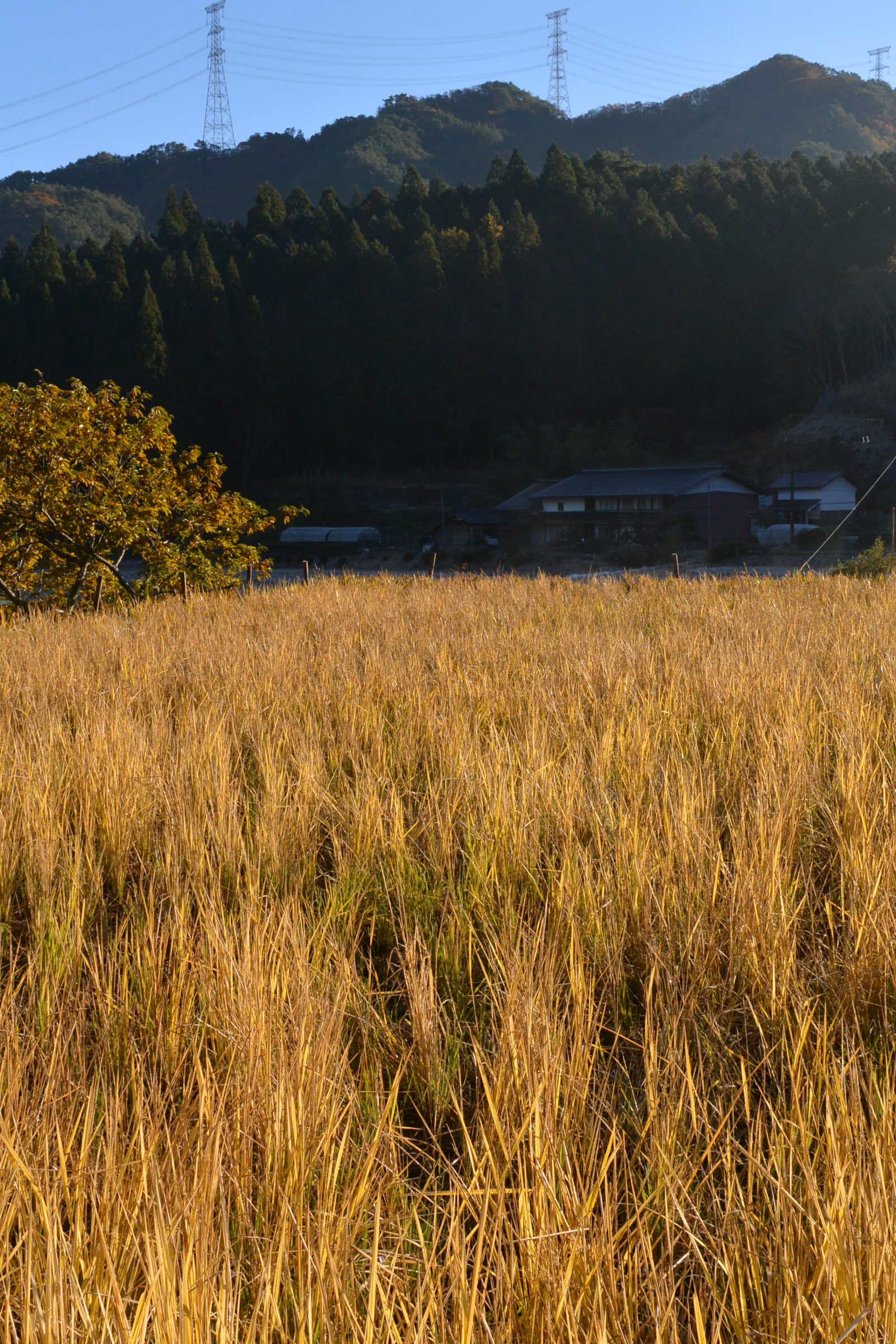 DSC_2974 | Kanade copper